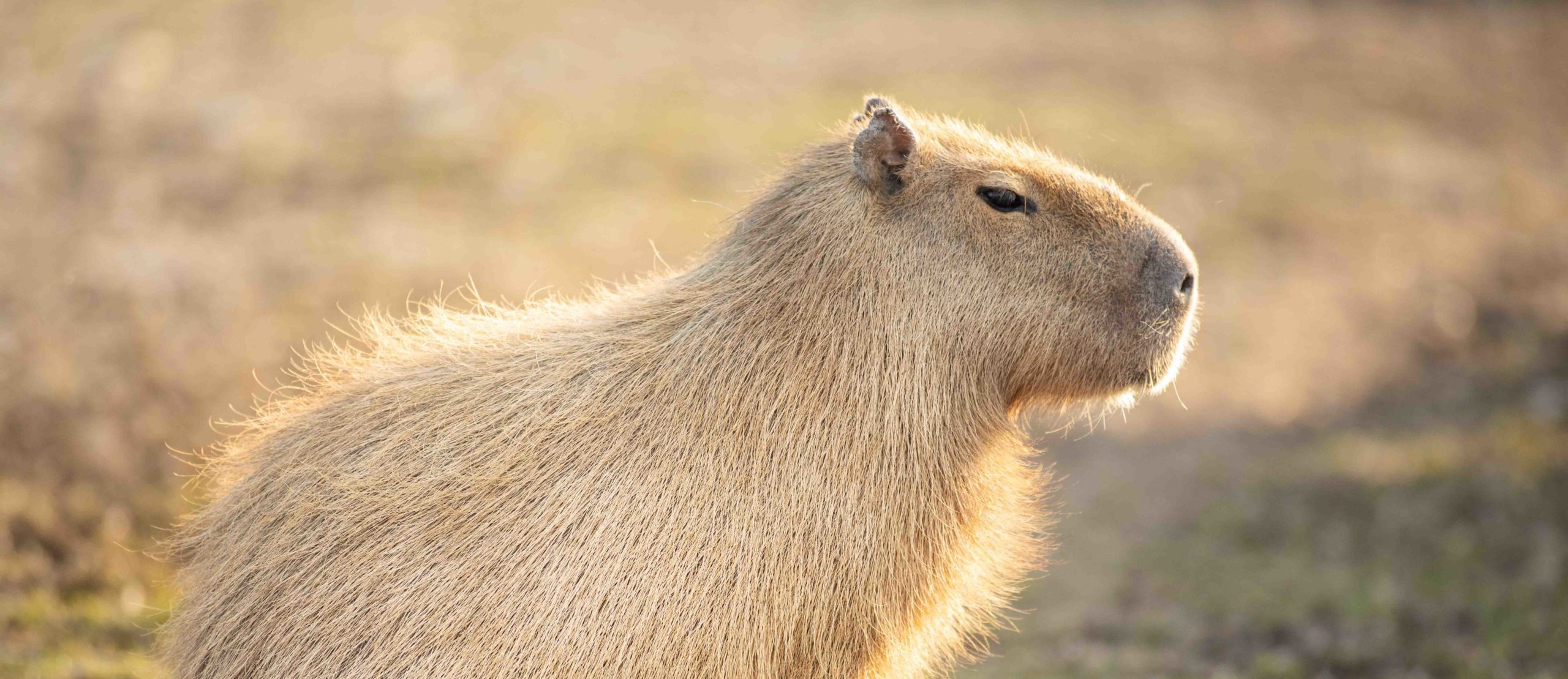 Découverte Capybara - Domaine Bel Air